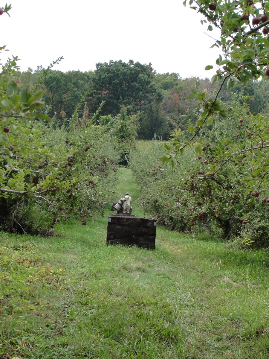 Our Apples | Vosburgh Orchards